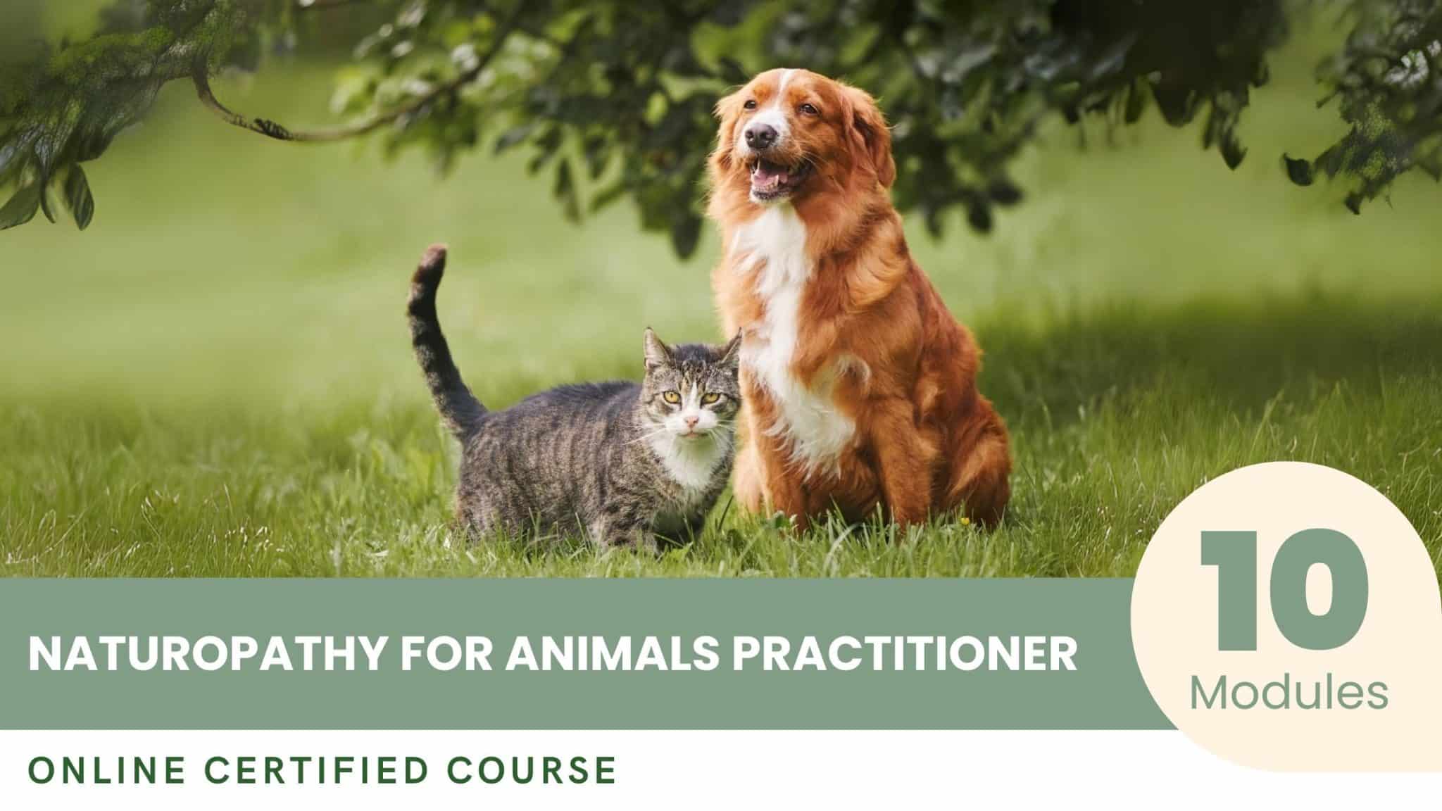 Courses – Certified Excellence