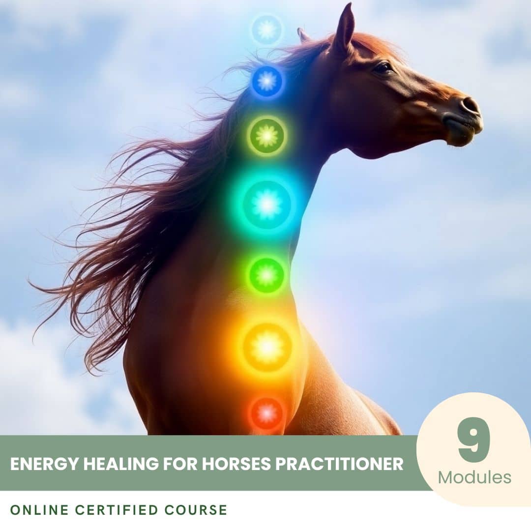 Login – Certified Excellence